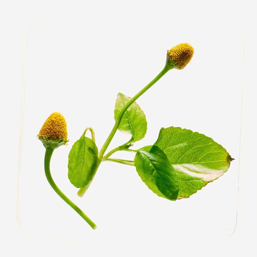 Elixir Vitae – Tata Harper Skincare